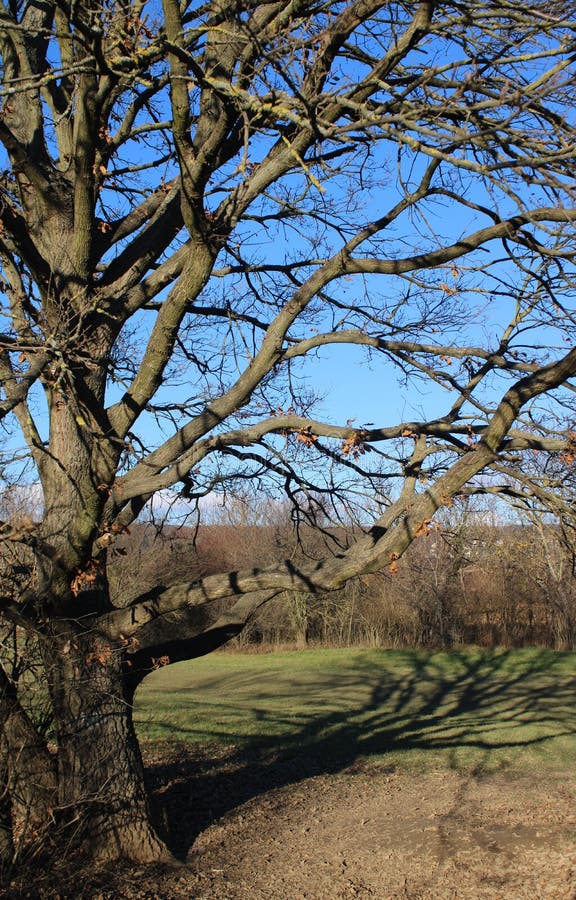 Beautiful tree with shadow stock photo. Image of flower - 212508200