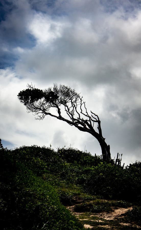 Beautiful Tree Shaped by the Wind. Curved Branches Stock Image - Image ...
