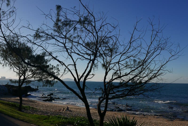 Beautiful Tree Silhouette in Mooloolaba Stock Photo - Image of ...