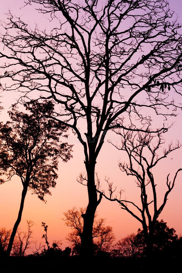 Beautiful Tree Silhouette and Sun at the Sunset Stock Photo - Image of ...