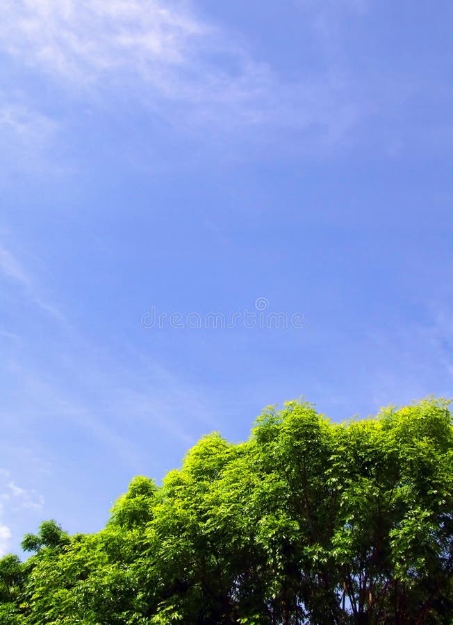 Beautiful Tree & Sky stock image. Image of composition - 724439