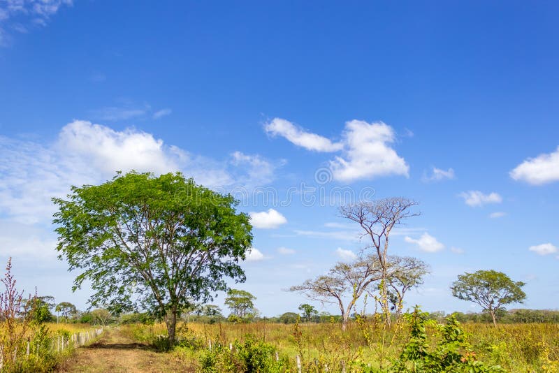 Beautiful tree and sky stock photo. Image of white, blue - 135498894