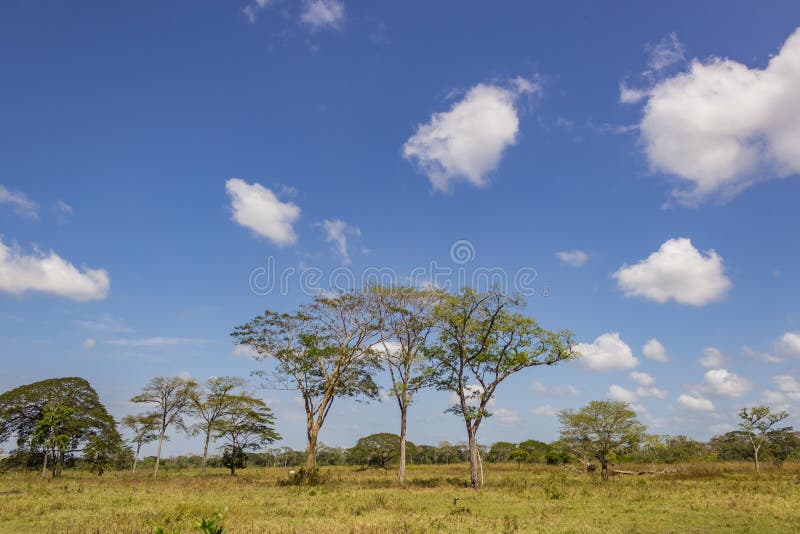 Beautiful tree and sky stock image. Image of leaf, nature - 136071161