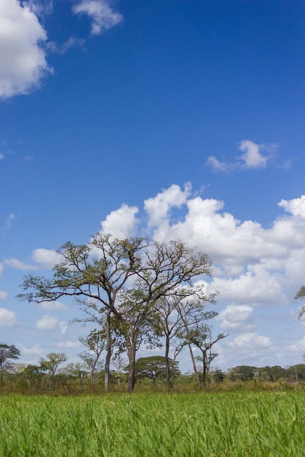 Beautiful tree and sky stock image. Image of background - 136048231