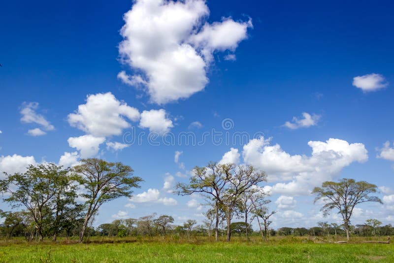Beautiful tree and sky stock image. Image of forest - 136841431