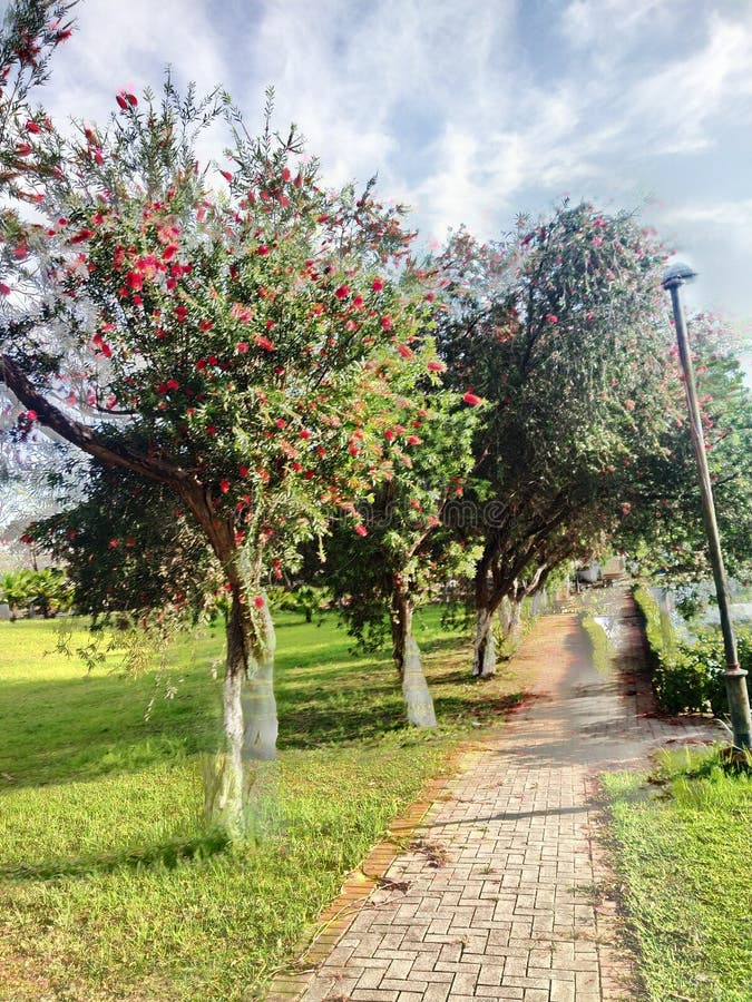 Beautiful Tree and Beautiful Sky View at Morning Stock Image - Image of ...