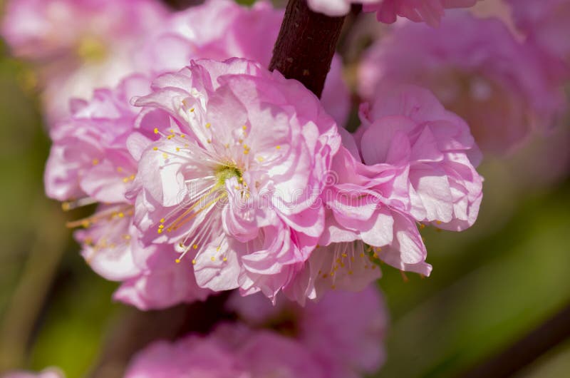 Beautiful Tree with Small Pink Roses Blossoming in the Spring Garden ...
