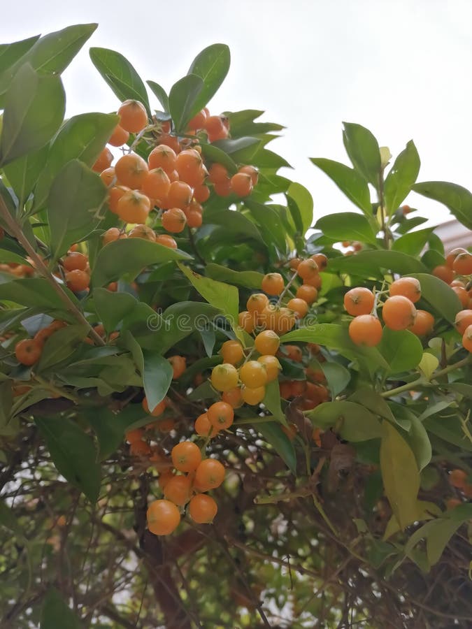 A Beautiful Tree with Small or Tiny Fruits Stock Image - Image of berry ...