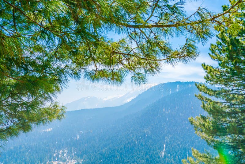 Beautiful Tree and Snow Covered Mountains Landscape Kashmir State ...