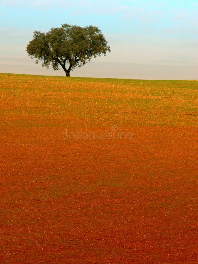Lonely Tree at Alentejo Region Stock Image - Image of empty, rural ...