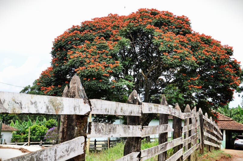A Beautiful Tree with Spathodea Campanulata Flowers Stock Image - Image ...