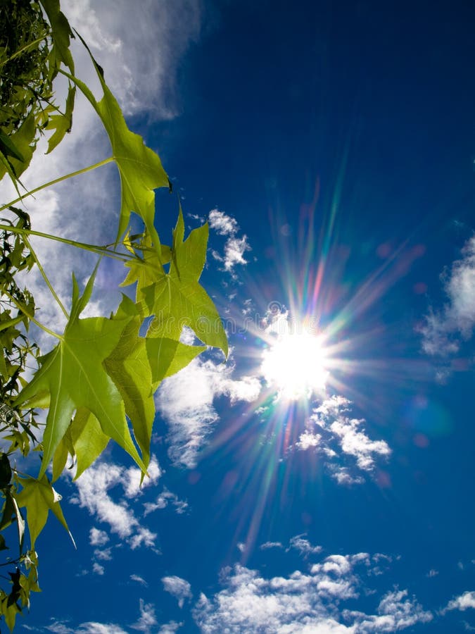 Beautiful Oak Tree and Water Stock Image - Image of bright, spring: 6702029