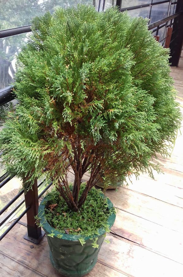 Beautiful tree srilanka stock image. Image of time, srilanka - 124216667