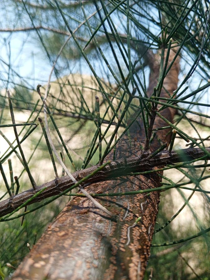 Stemb Stock Photos - Free & Royalty-Free Stock Photos from Dreamstime