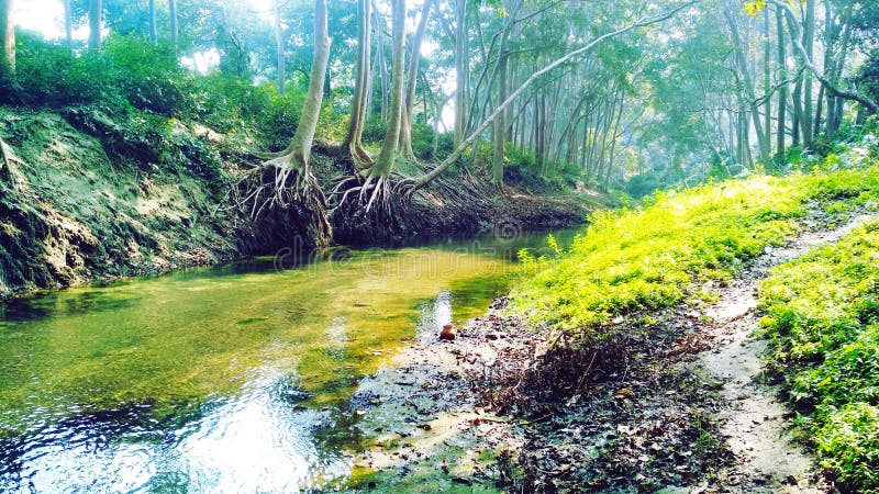 Beautiful Tree and Stream Picture Stock Image - Image of stream ...