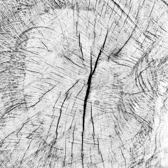 Beautiful Tree Stump Grain Pattern and Texture Stock Image - Image of ...