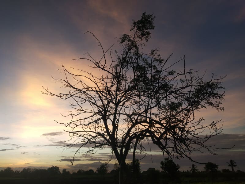 Beautiful Tree with Sun and Clouds Stock Photo - Image of sunset ...