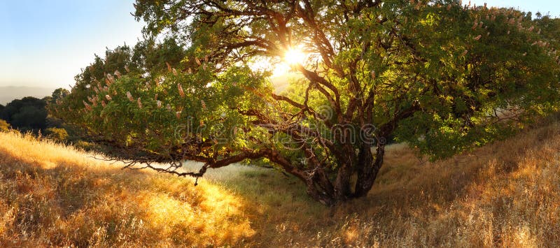 Beautiful Tree at Sunset on Golden Hillside Stock Image - Image of ...