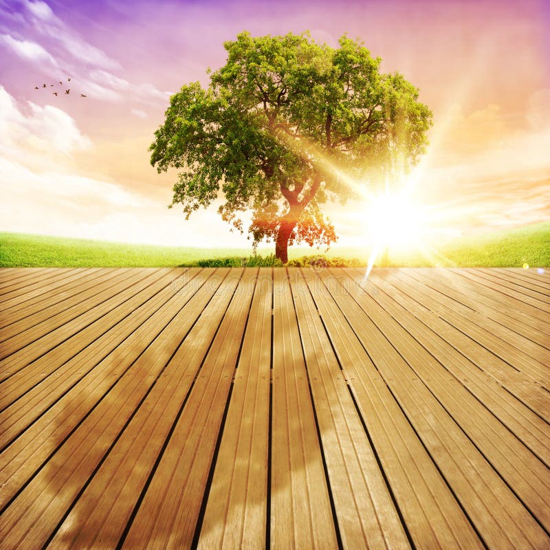 Beautiful Tree on Sunset Landscape Stock Photo - Image of beautiful ...