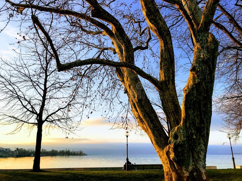 Beautiful Tree at Sunset Near the Lake. Stock Image - Image of lake ...