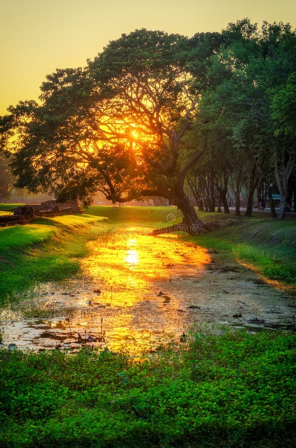 Beautiful tree at sunset stock photo. Image of relax - 68872558