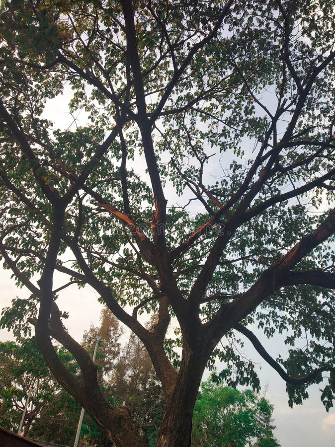 Beautiful Tree and Sunshine Stock Image - Image of sunlight, sunshine ...