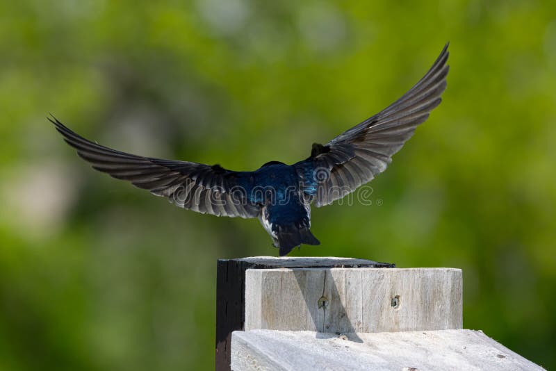 Beautiful Tree Swallow Bird Taking Off from a Wooden Pole Stock Image ...