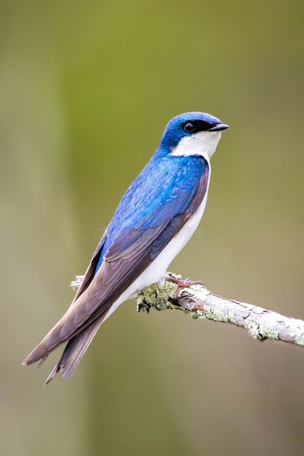Beautiful Tree Swallow Close Up Portrait on the Tree Stock Photo ...