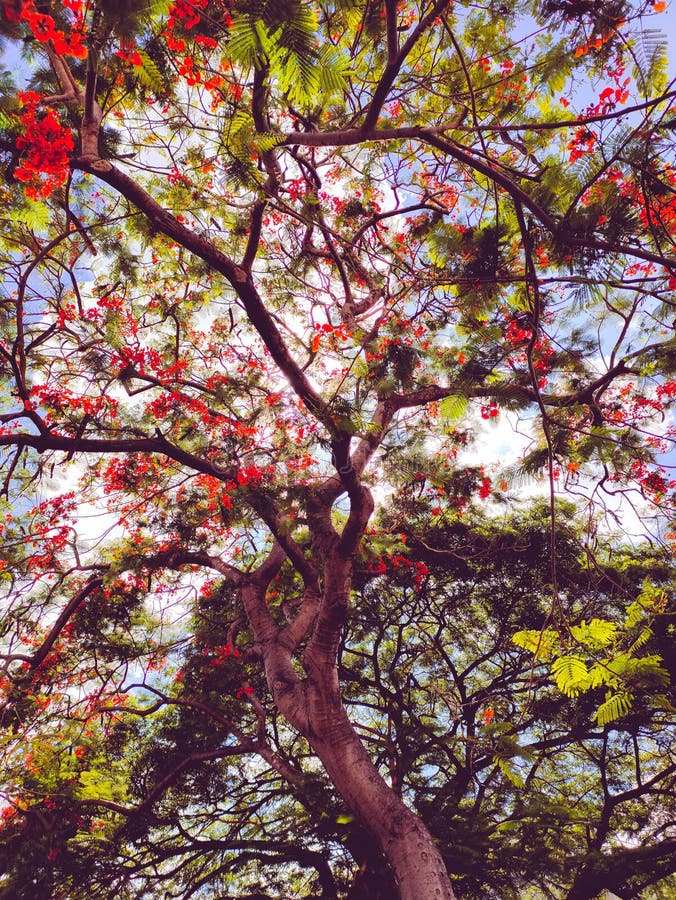 The Beautiful Tree Texture from Ant View Stock Photo - Image of nature ...