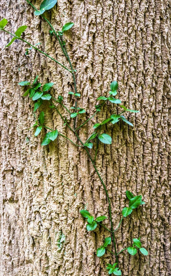 Tree texture/background stock image. Image of abstract - 100276507