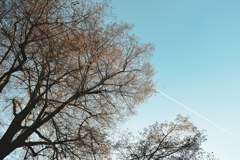 Tree Top and a Plane Trail in the Sky Stock Photo - Image of outdoor ...