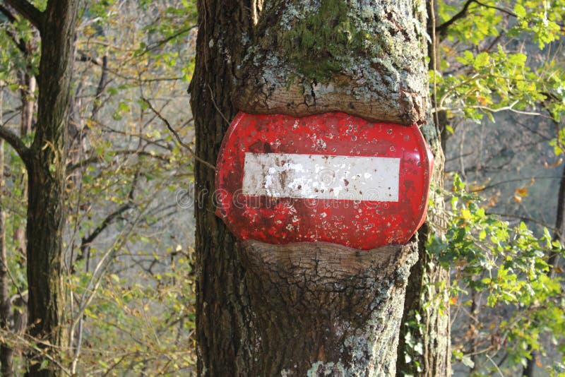 Beautiful Tree with Traffic Sign Stock Image - Image of open, sign ...