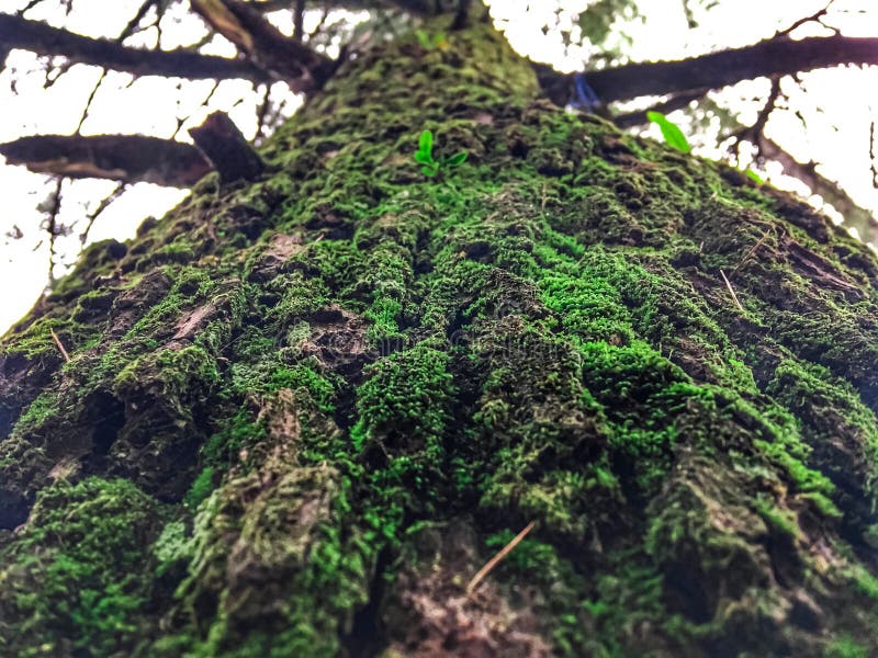 Beautiful tree stock photo. Image of longtree, leaves - 193739712