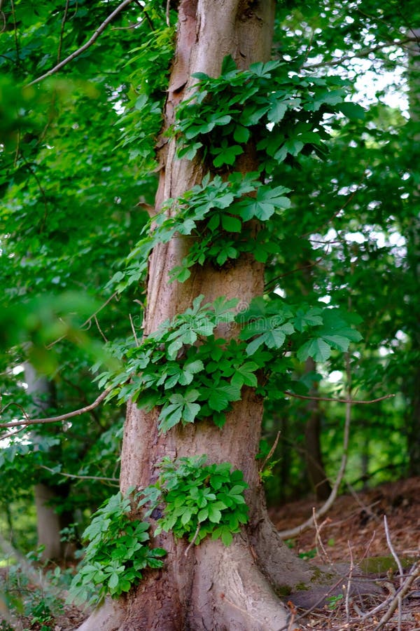 Braided Plant stock image. Image of braided, unusual - 11371869