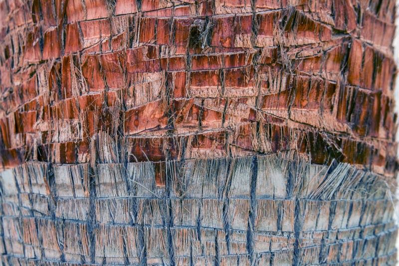 Beautiful Tree Trunk Close-up on Nature Background Stock Photo - Image ...