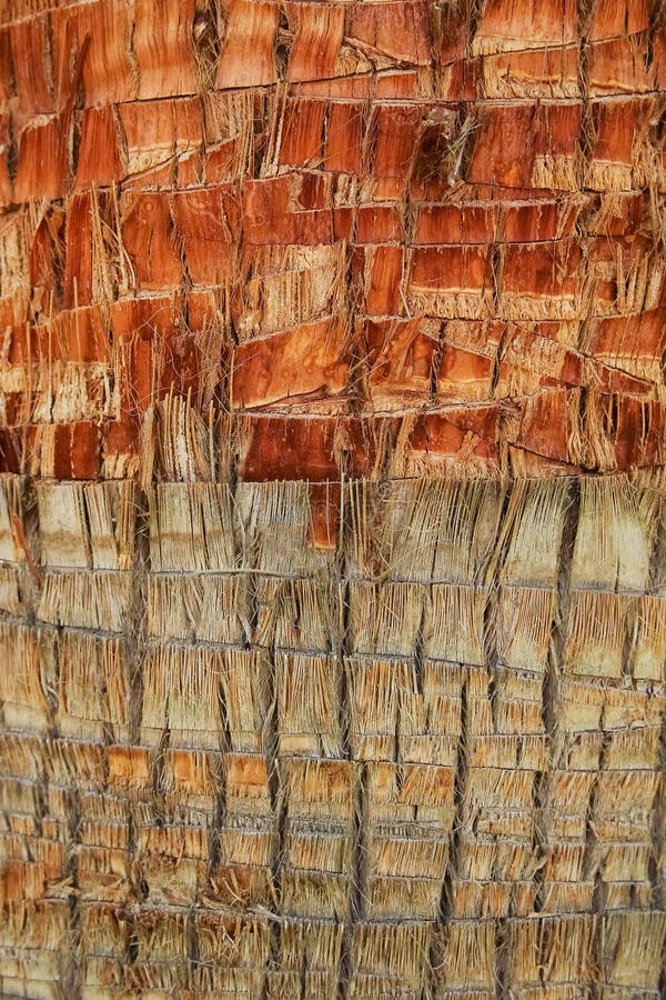 Beautiful Tree Trunk Close-up on Nature Background Stock Photo - Image ...