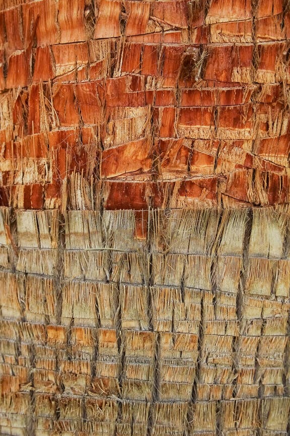 Beautiful Tree Trunk Close-up on Nature Background Stock Photo - Image ...