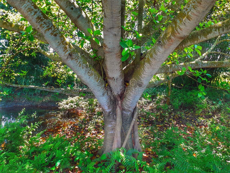A Beautiful Tree Trunk in the Forest Stock Image - Image of jungle ...