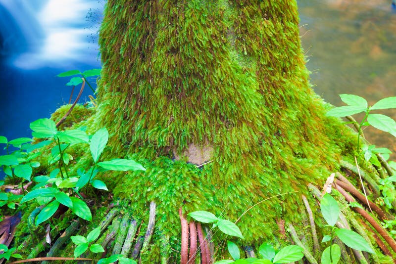 Beautiful tree trunk stock image. Image of hawaii, tree - 53795879