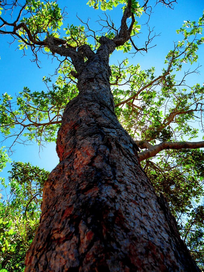 Stately Trunk of a Cottonwood Tree Stock Image - Image of green ...