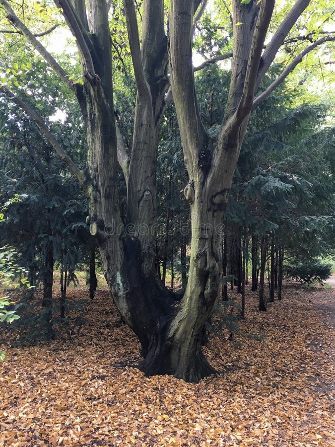 Beautiful Tree Trunk Surrounded by Colored Autumn Leaves on the Ground ...