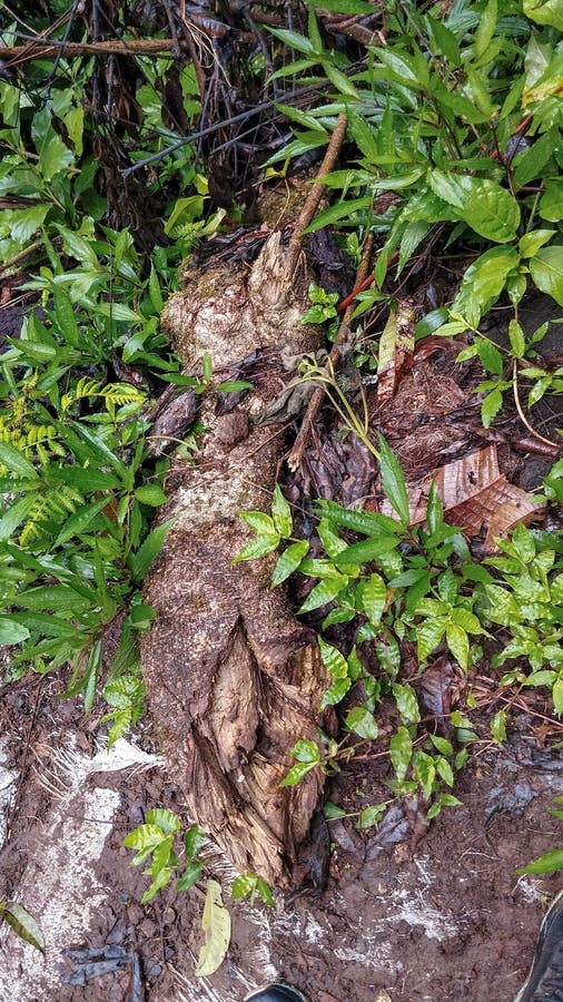 Beautiful Tree Trunk Surrounded by Wild Plants in the Forest Stock ...