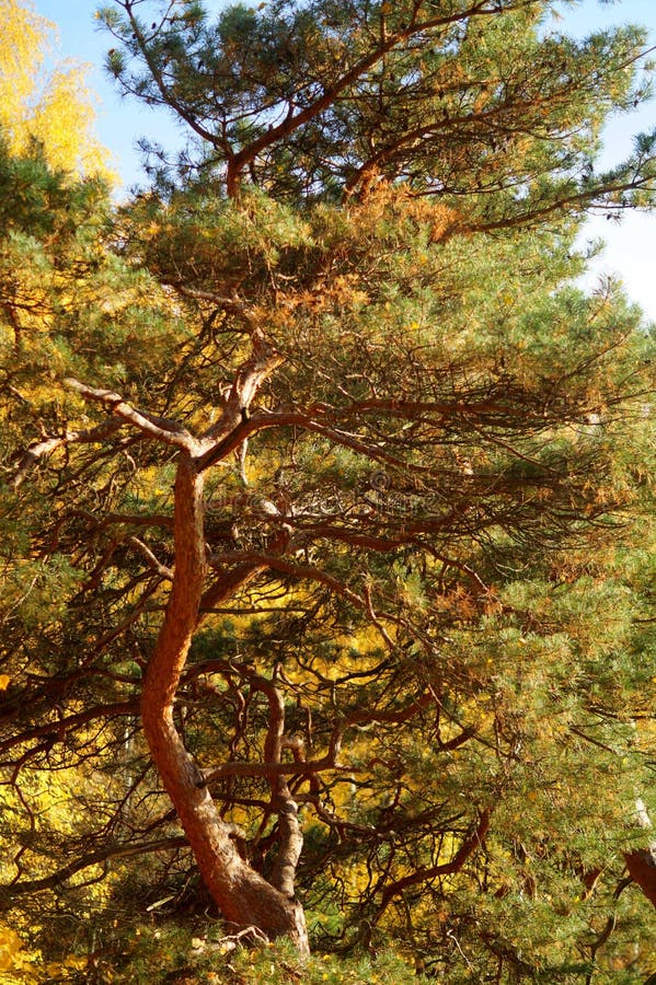 Beautiful tree stock photo. Image of pinebranches, larch - 79287252