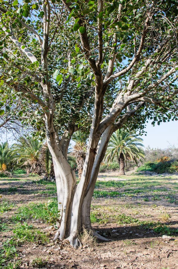 Beautiful tree stock photo. Image of process, remote - 39599574