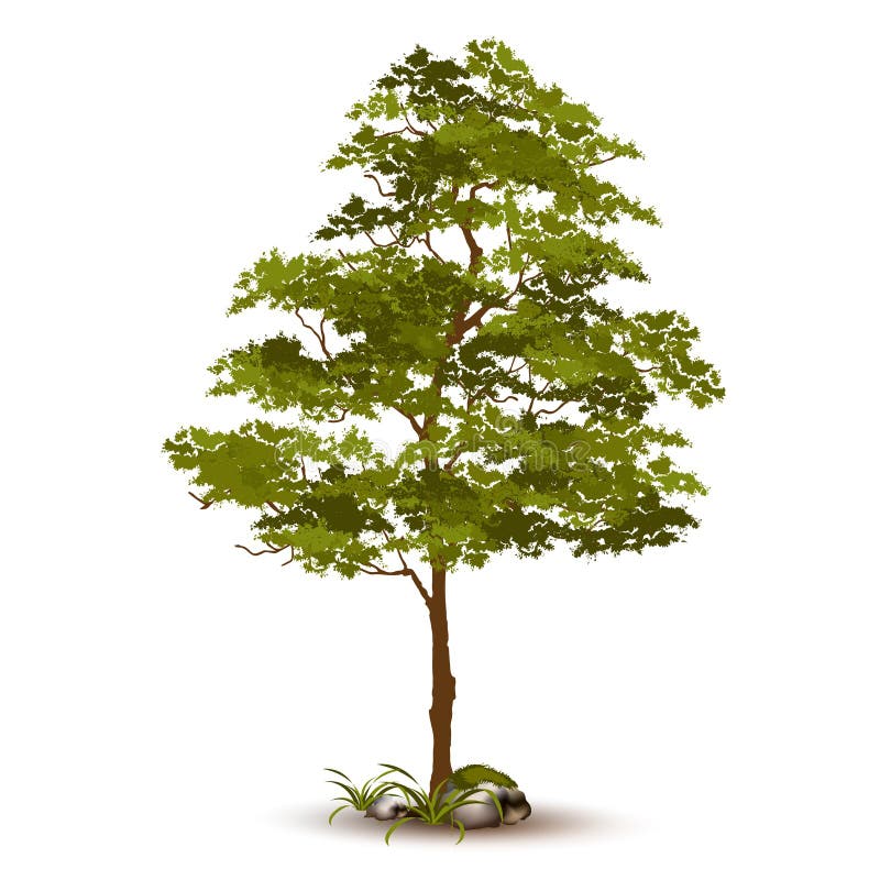 Beautiful Tree Vector on a White Background. Stock Vector ...