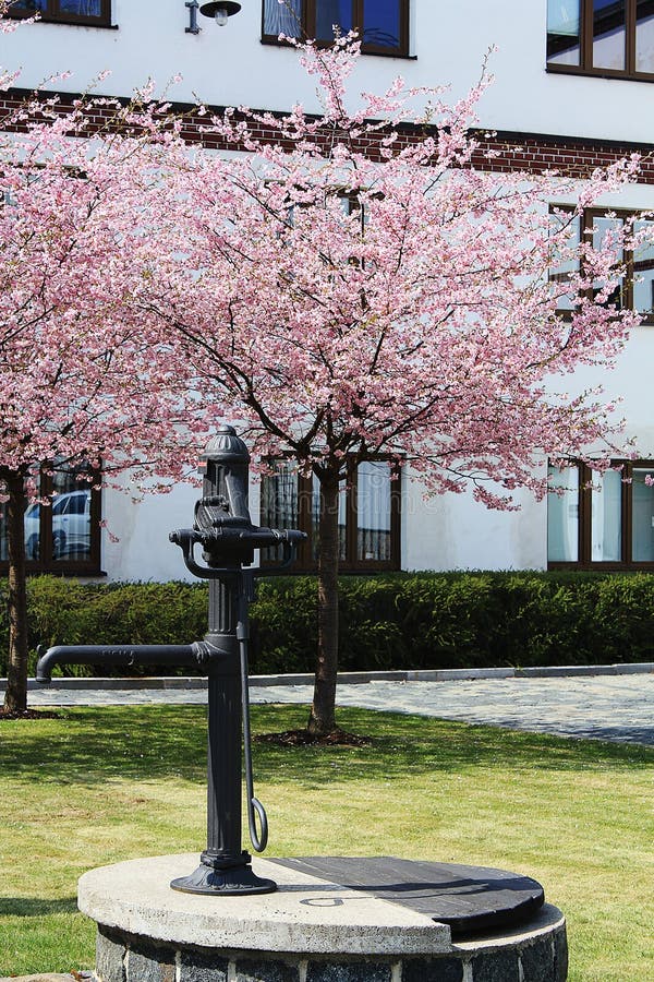 Beautiful tree. stock photo. Image of pink, plant, leaves - 66660896