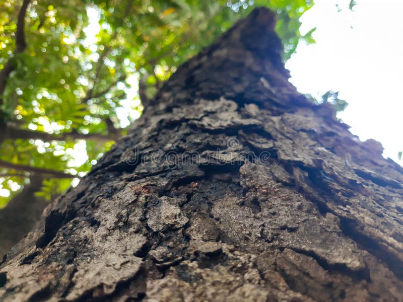 Beautiful Tree View from Below Looking Up Stock Image - Image of branch ...