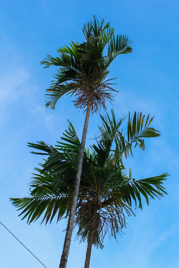 A Beautiful Tree with the View of Blue Sky Stock Photo - Image of blue ...