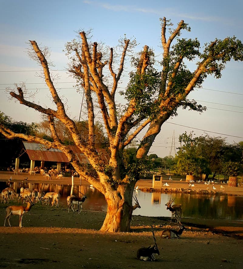 A Beautiful View of Nature. Editorial Photography - Image of hight ...