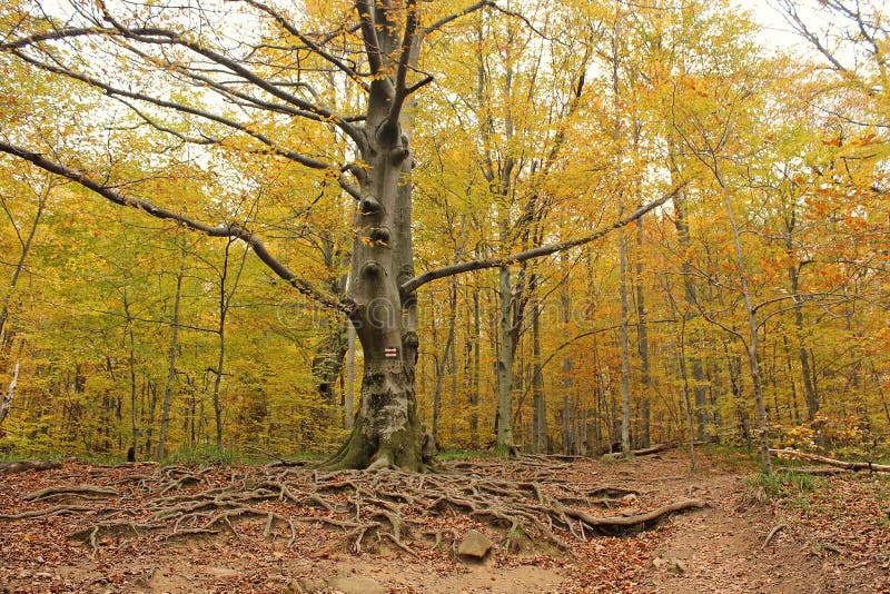 Beautiful Tree with Visible Roots in a Forest in Autumn Stock Photo ...
